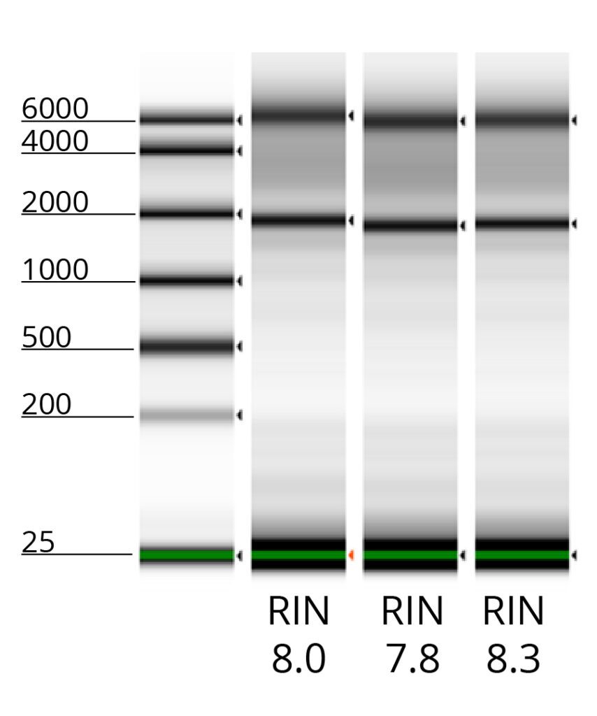 Mag-Bind® PX Blood RNA 96 Kit – Omega Bio-tek