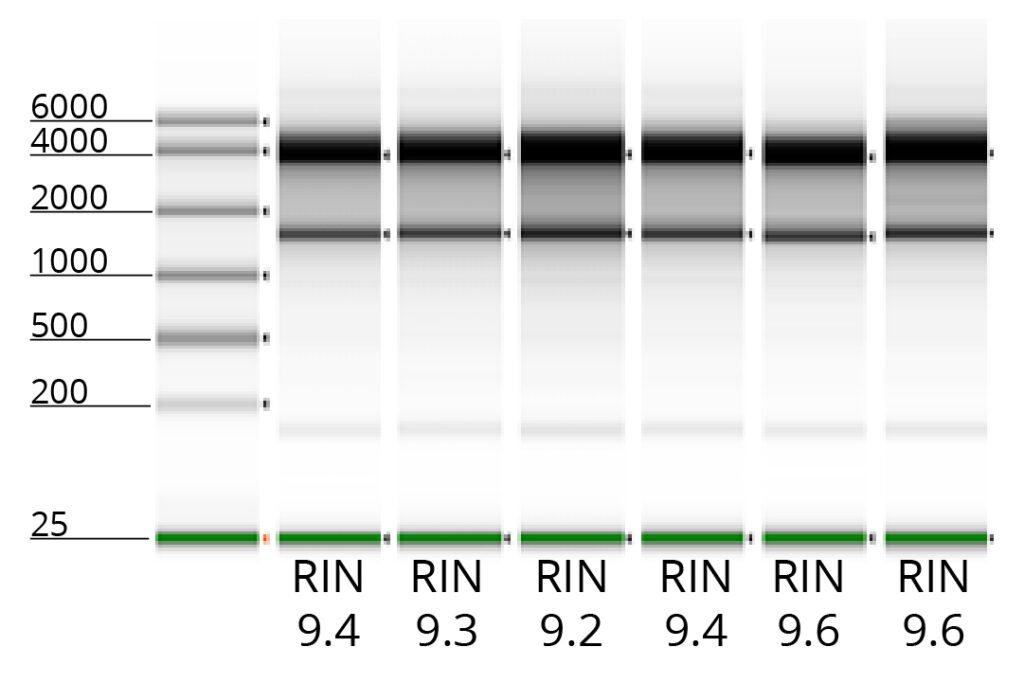 E.Z.N.A.® Total RNA Kit I – Omega Bio-tek