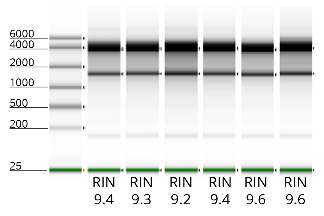 E.Z.N.A.® Total RNA Kit I – Omega Bio-tek