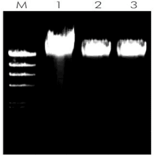 E.Z.N.A.® Insect DNA Kit – Omega Bio-tek
