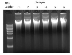 E.Z.N.A.® Tissue DNA Kit – Omega Bio-tek