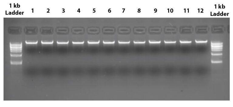 Mag-Bind® Plant DNA DS 96 Kit – Omega Bio-tek