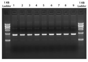 Mag-Bind® Ultra-Pure Plasmid DNA 96 Kit – Omega Bio-tek