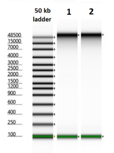 Mag-Bind® Blood & Tissue DNA HDQ 96 Kit – Omega Bio-tek
