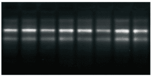 E.Z.N.A.® MicroElute® Total RNA Kit – Omega Bio-tek