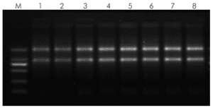 E.Z.N.A.®Total RNA Kit II – Omega Bio-tek