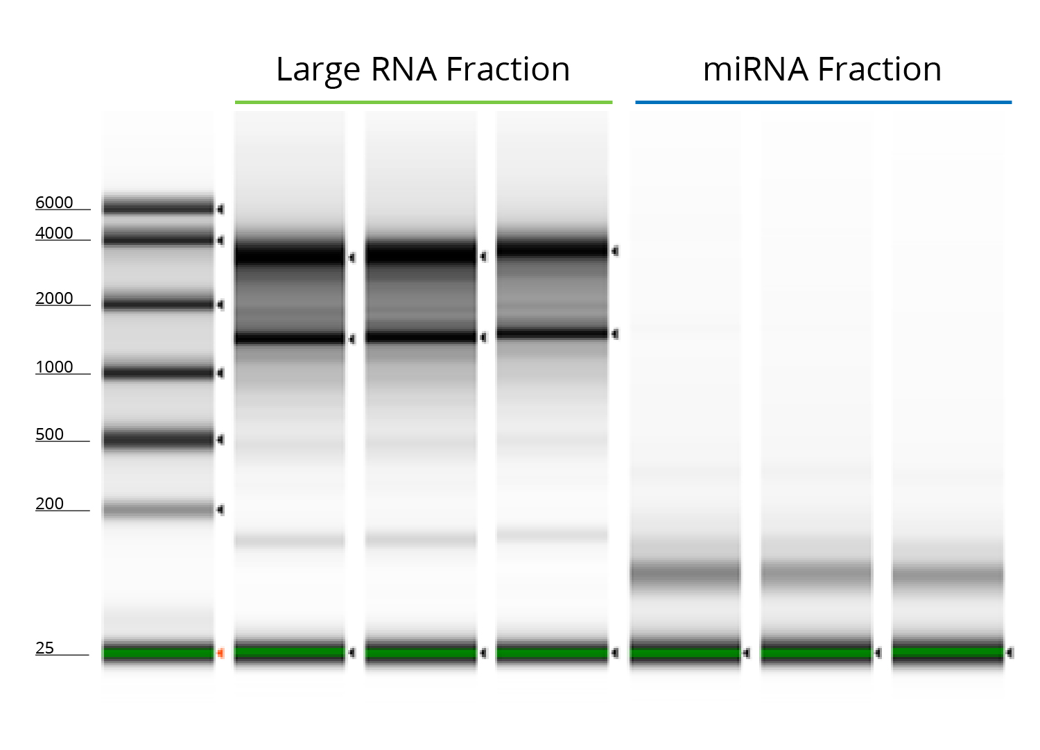 Mag-Bind® DNA/RNA Kit – Omega Bio-tek
